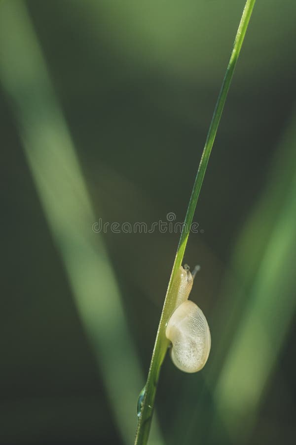 Small White Snail on Long Grass Leaf Stock Photo - Image of small, leaf ...