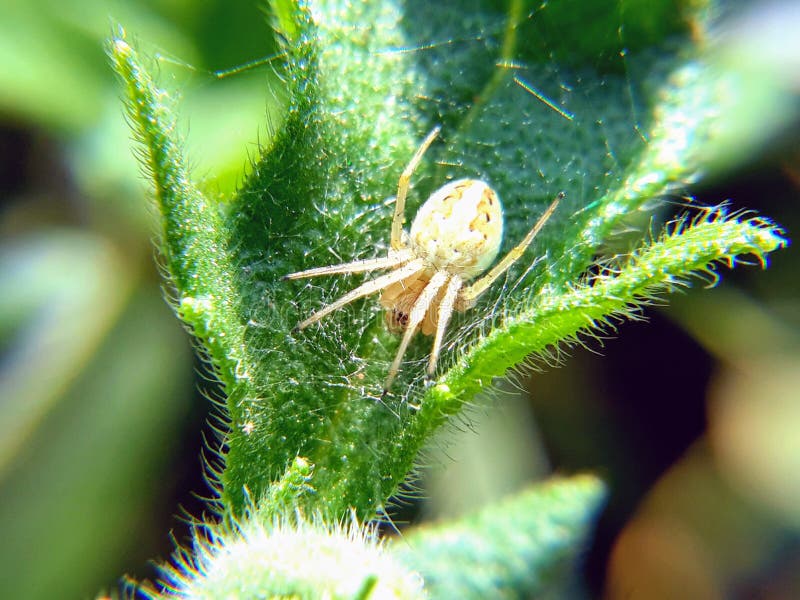 A Small White Spider is on a Leaf. Stock Image - Image of insects ...