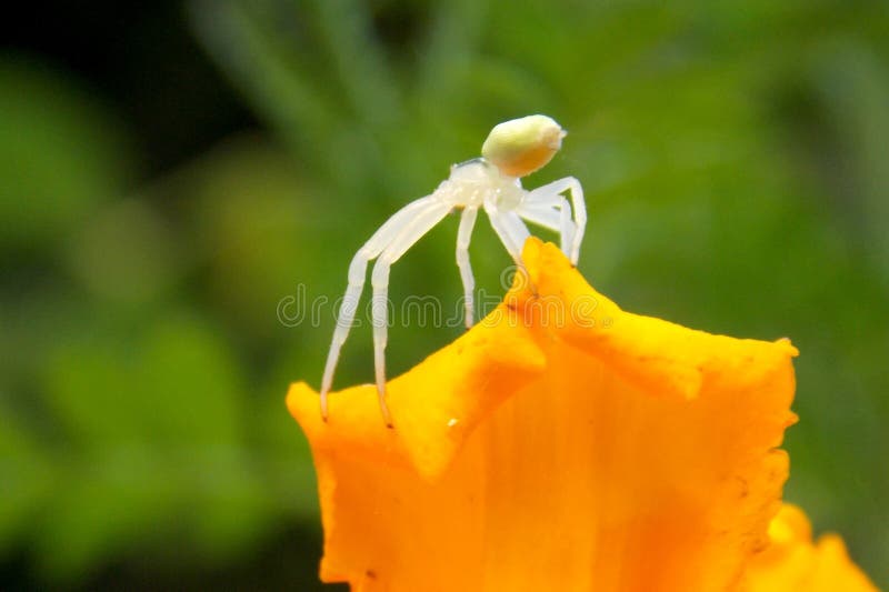 Small White Spider on an Orange Flower Stock Photo - Image of food ...