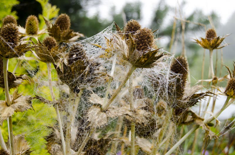 Dry, Brown Flowers are Entangled in Spider Web. Stock Image - Image of ...