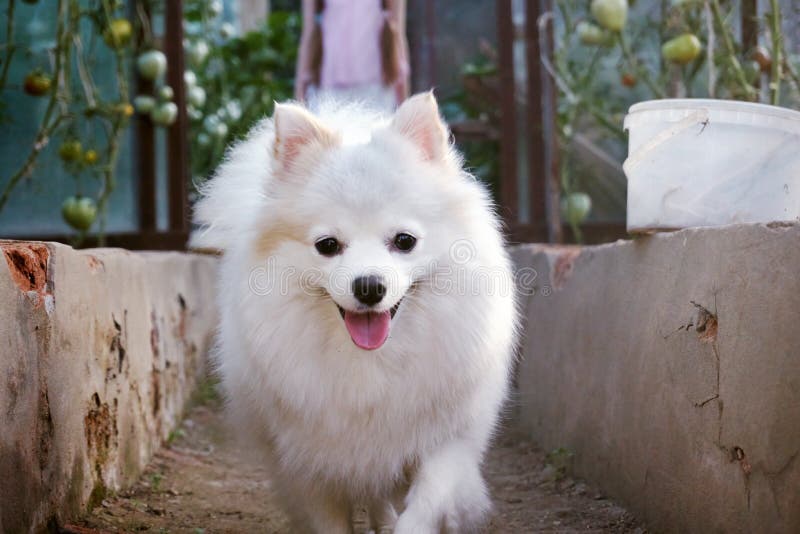 A Small White Spitz Dog. Man S Best Friend, Friendly Dog Running on the ...