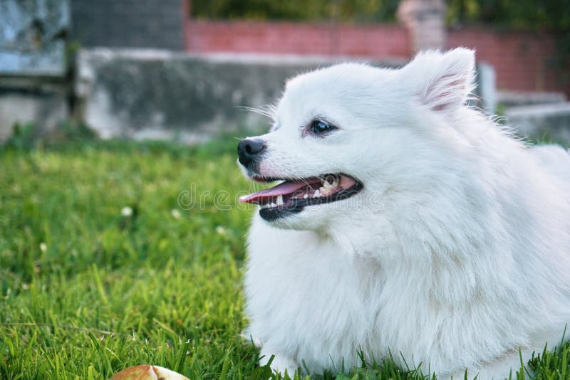 A Small White Spitz Dog. Man S Best Friend, Friendly Dog Running on the ...