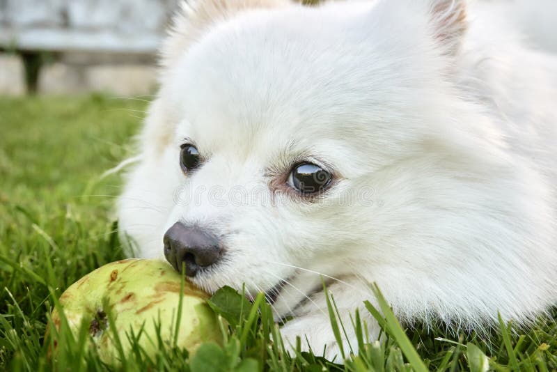 A Small White Spitz Dog. Man S Best Friend, Friendly Dog Running on the ...