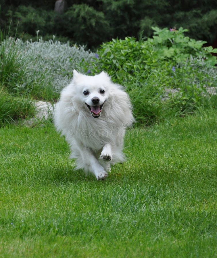 Small white spitz runing stock photo. Image of wildly - 14435538