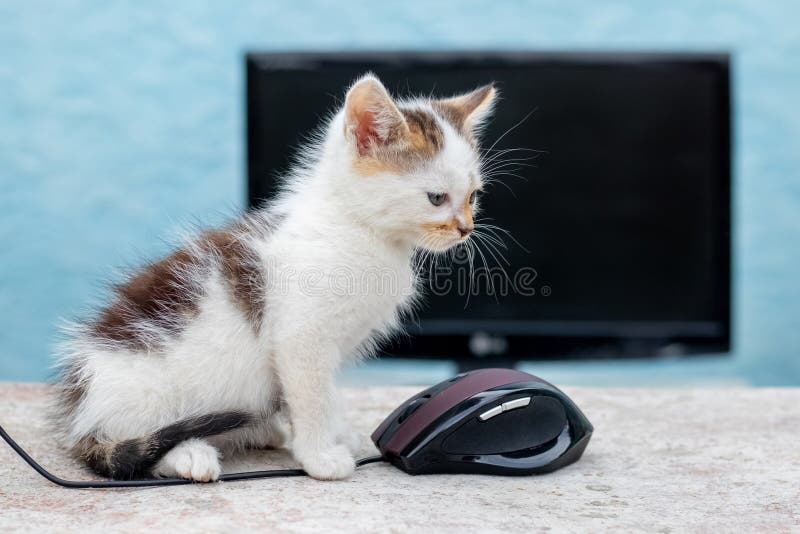 A Small White Spotted Kitten Near a Computer Mouse and Monitor. Work in ...