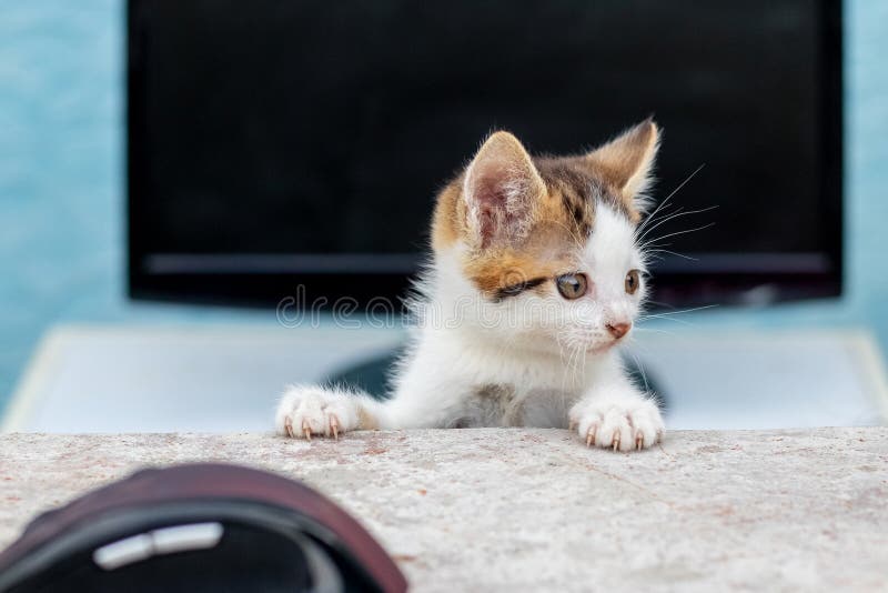 A Small White Spotted Kitten Near a Computer Mouse and Monitor. Work in ...