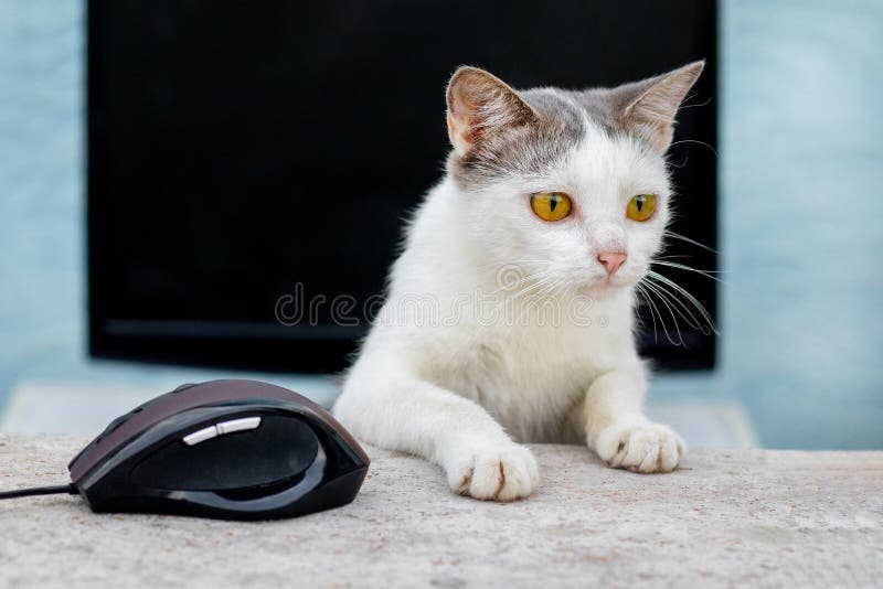 A Small White Spotted Kitten Near a Computer Mouse and Monitor. Work in ...