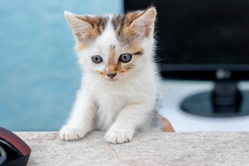 A Small White Spotted Kitten Near a Computer Mouse and Monitor. Work in ...