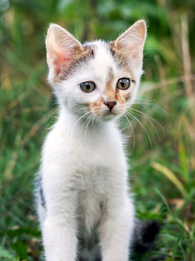 Small White Spotted Kitten Outdoors in the Garden Stock Image - Image ...