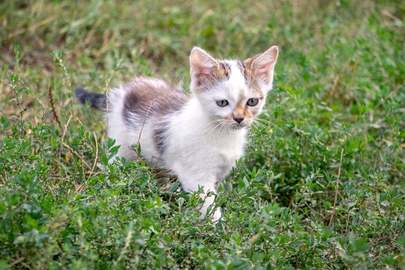 A Small White Spotted Kitten Walks in the Garden on Green Grass Stock ...