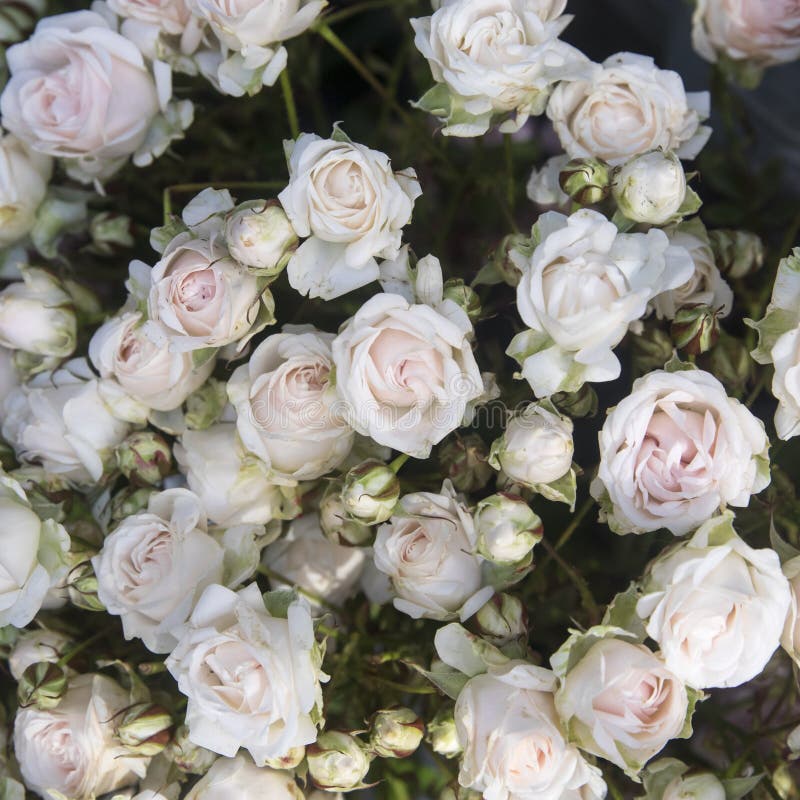 Small White Spray Roses in a Bouquet Stock Photo - Image of ocasion ...