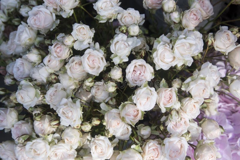 Small White Spray Roses in a Bouquet Stock Photo - Image of floral ...