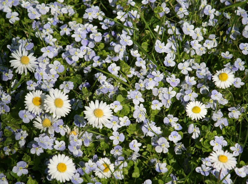 Small white spring daisies stock image. Image of color - 19820769