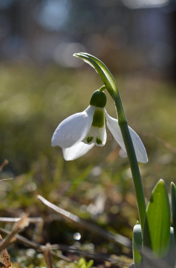 Small white spring flower stock photo. Image of flower - 173863644