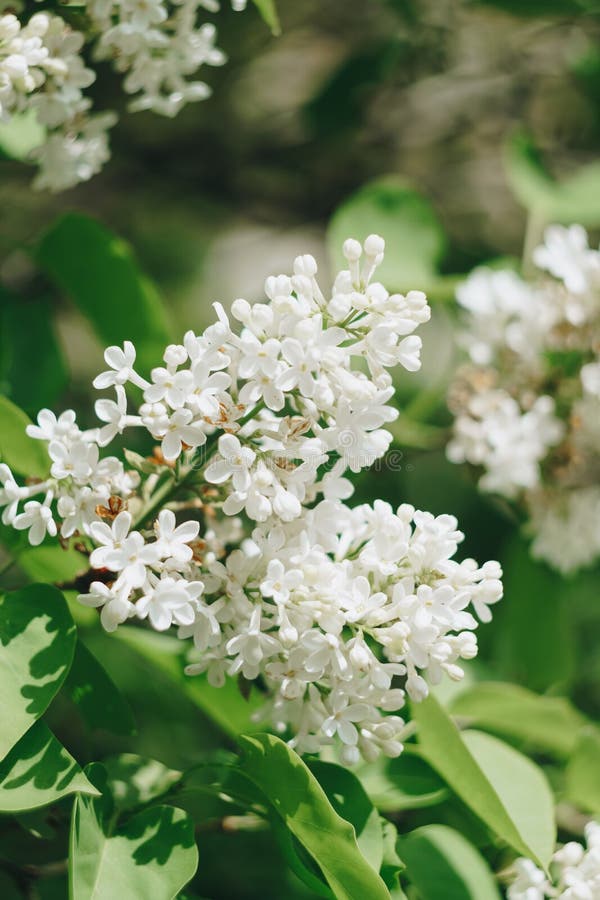 Small White Spring Flowers on a Background of Green Foliage Stock Photo ...
