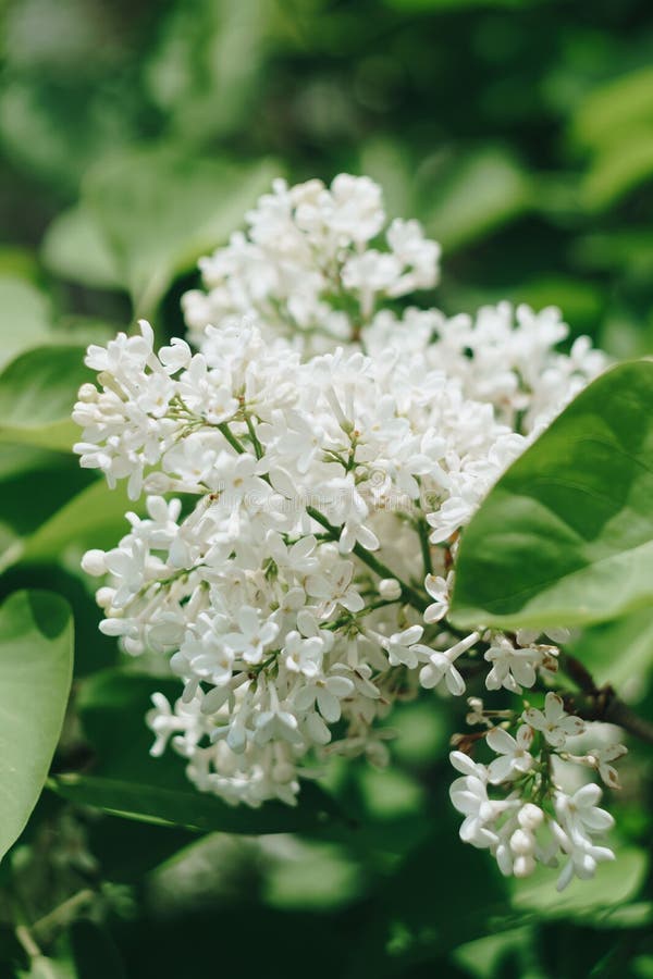 Small White Spring Flowers on a Background of Green Foliage Stock Photo ...