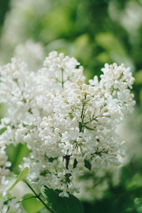 Small White Spring Flowers on a Background of Green Foliage Stock Image ...