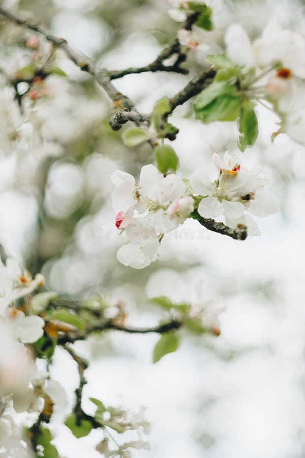 Small White Spring Flowers on a Background of Green Foliage Stock Image ...