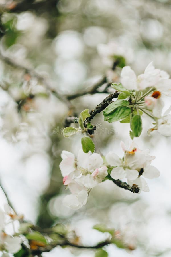 Small White Spring Flowers on a Background of Green Foliage Stock Image ...