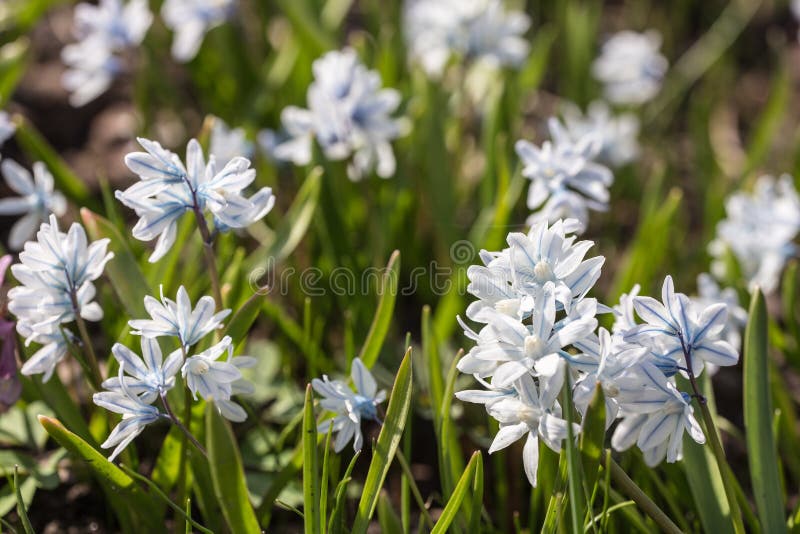 Small white spring flowers stock image. Image of petal - 87064575