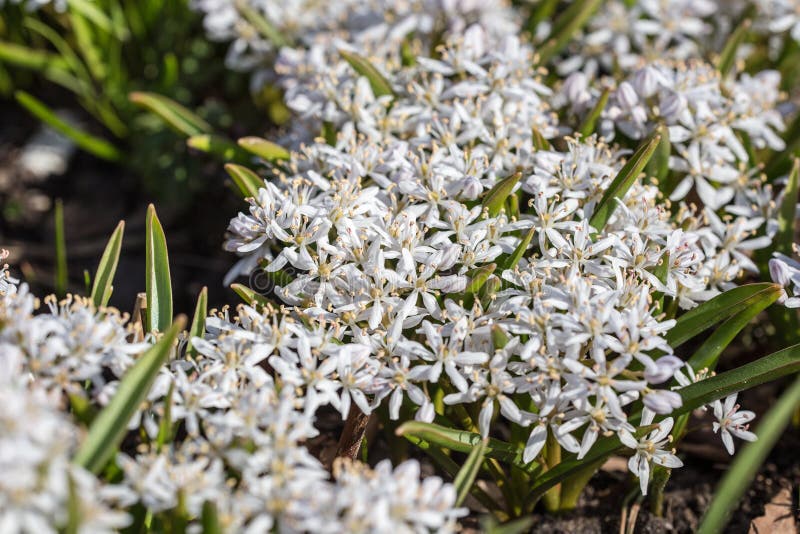 Small white spring flowers stock image. Image of green - 87271693
