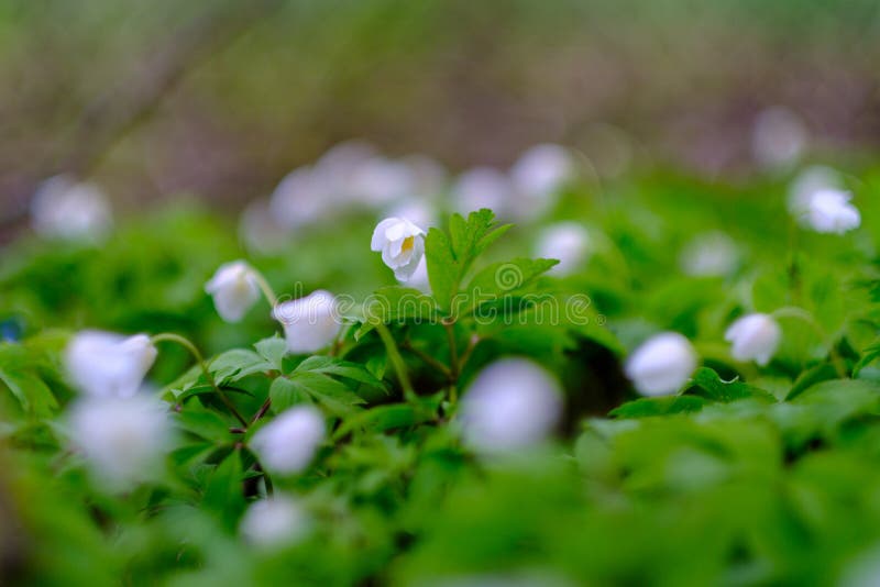 Small White Spring Flowers on Green Wet Background Surface Stock Image ...