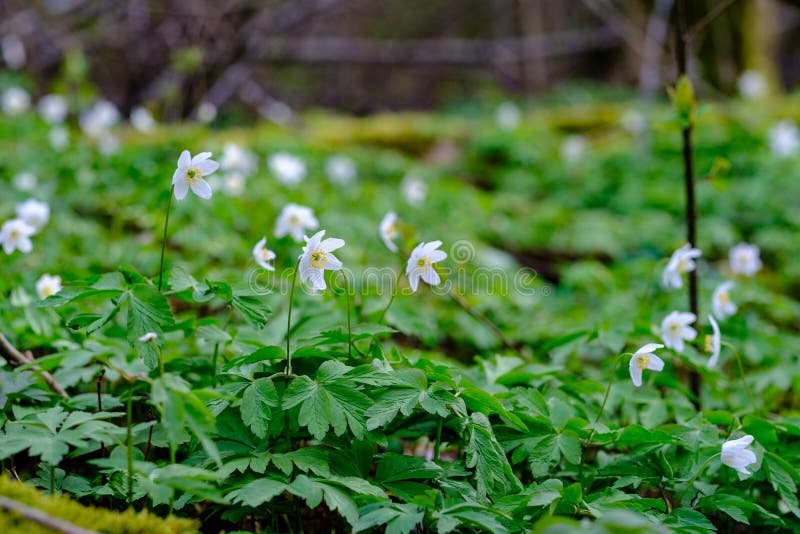 Small White Spring Flowers on Green Wet Background Surface Stock Image ...