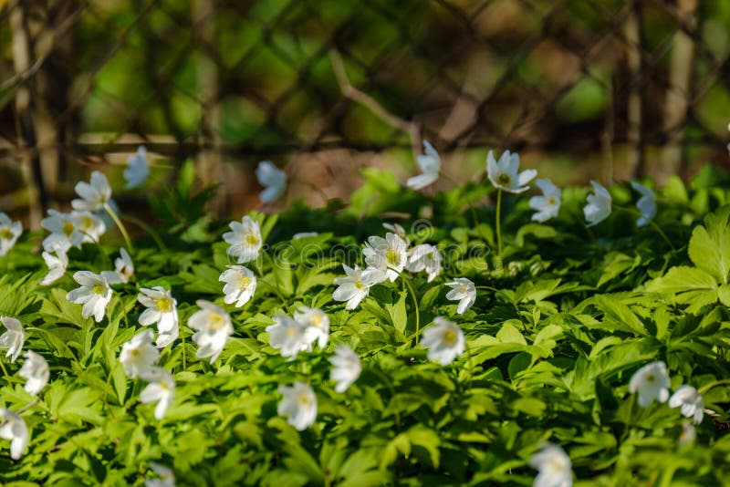 Small White Spring Flowers on Green Wet Background Surface Stock Photo ...