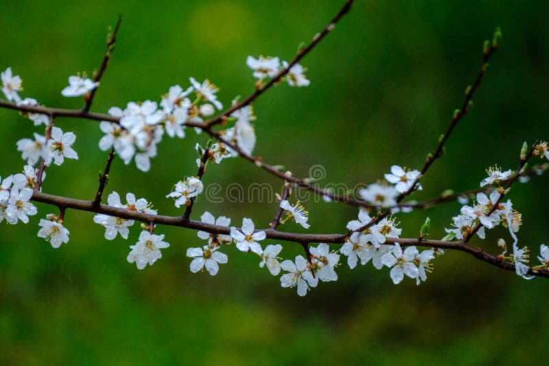 Small White Spring Flowers on Green Wet Background Surface Stock Image ...