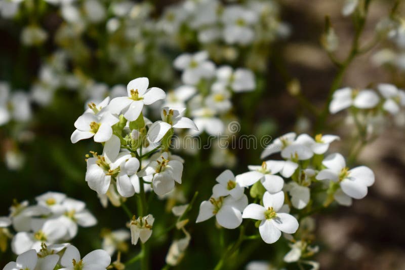 Small White Spring Flowers. Selective Focus Stock Image - Image of ...