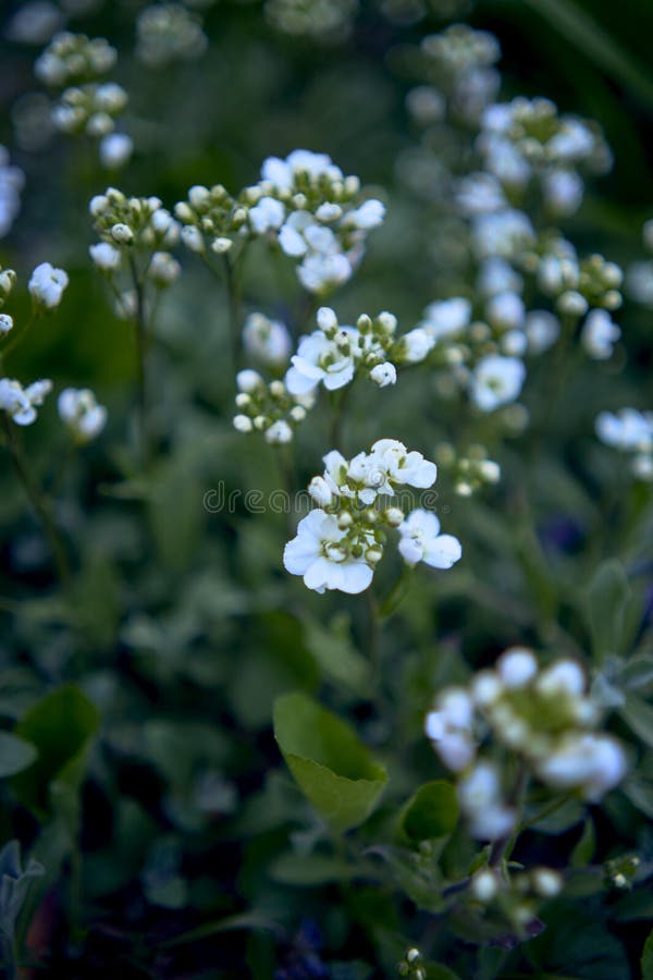 A Small White Spring Flowers, Texture, Background Stock Image - Image ...