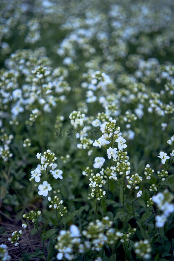 A Small White Spring Flowers, Texture, Background Stock Photo - Image ...