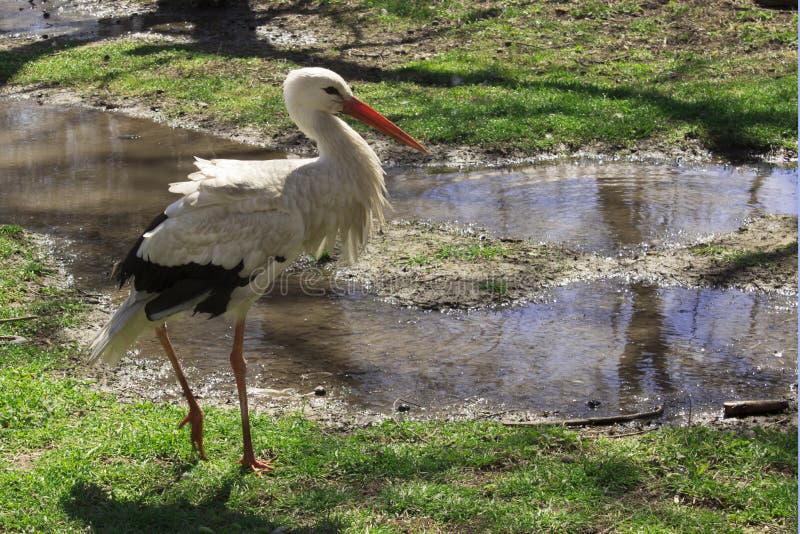 Small White Stork Near the Water Stock Image - Image of bill, stork ...
