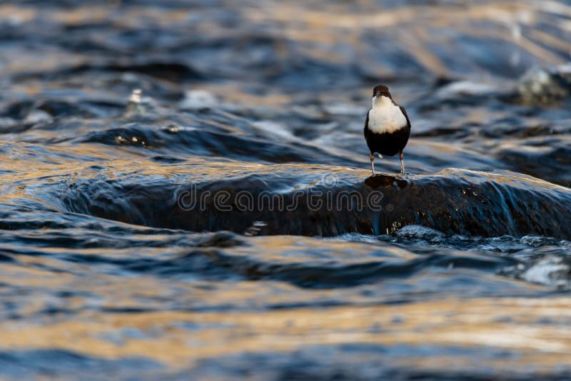 Small Dipper Bird Stands Atop a Still Body of Water Stock Image - Image ...