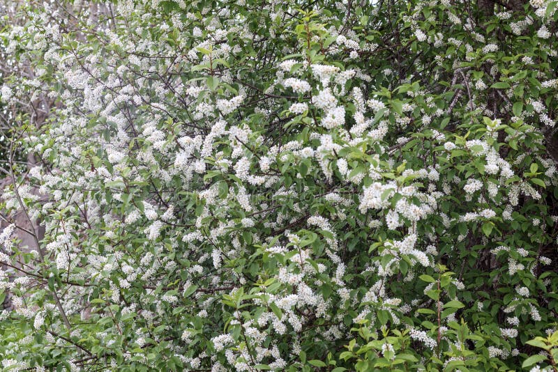.small White Tree Flowers on a Background of Green Tree Leaves Stock ...