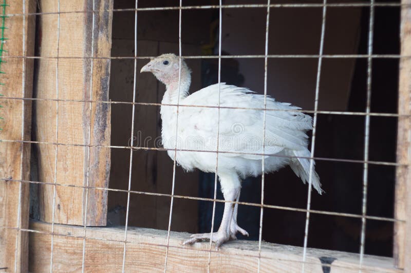 Small White Turkey Chicken Behind a Metal Grate Stock Image - Image of ...