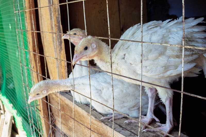 Small White Turkey Chickens Stock Photo - Image of food, farming: 95146540