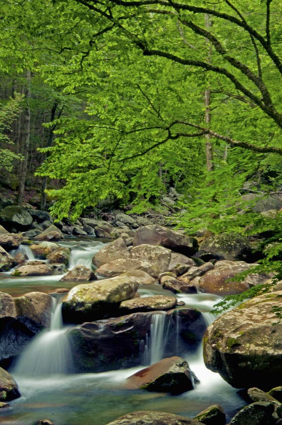 A Small White Water Stream in the Smokies Stock Photo - Image of cool ...