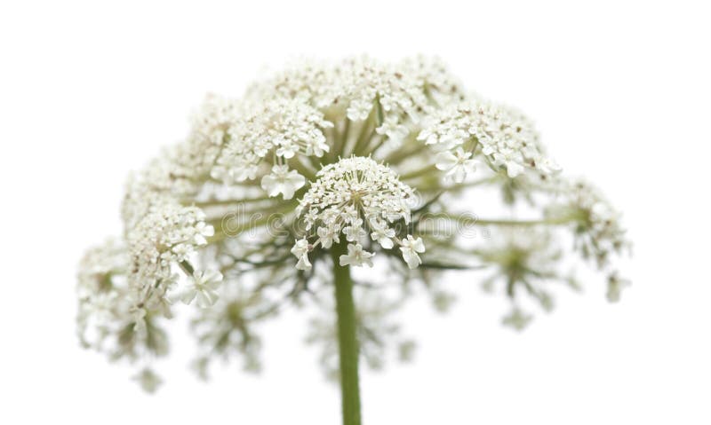 Wild Carrot Flowers Isolated Stock Image - Image of hairy, finely ...