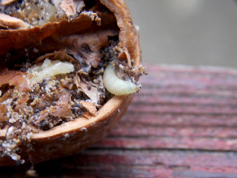 Small White Worm in Walnut Fruit Stock Image - Image of fruit, small ...