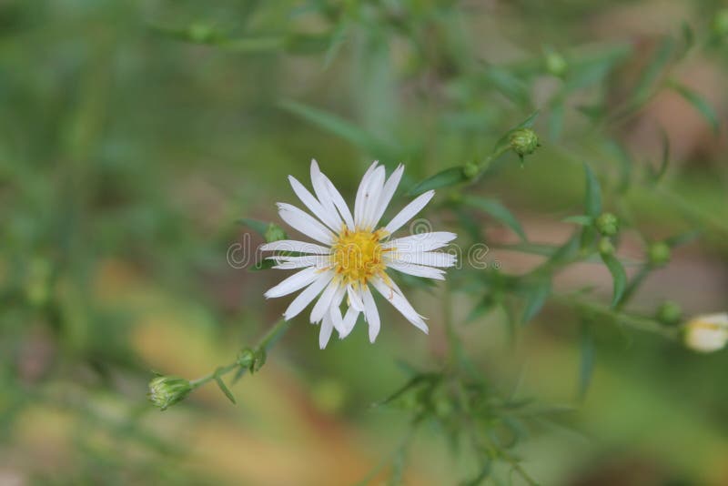 Fleabane Flower Growing in the Fields Stock Photo - Image of meadow ...