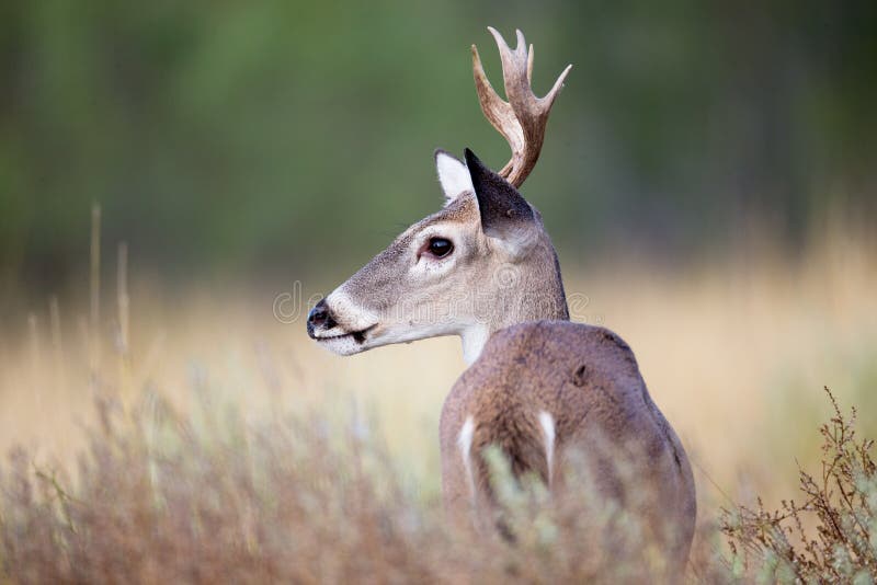 Two Small Whitetail Deer Bucks Stock Photo - Image of mammal, grey ...