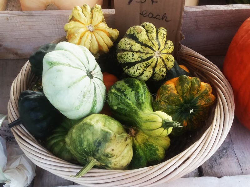 Autumn gourds and pumpkins stock image. Image of pumpkin - 11165051