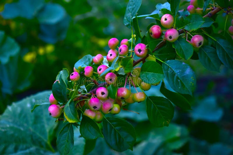 Small Wild Apple Fruit on the Branches of Trees Stock Photo - Image of ...