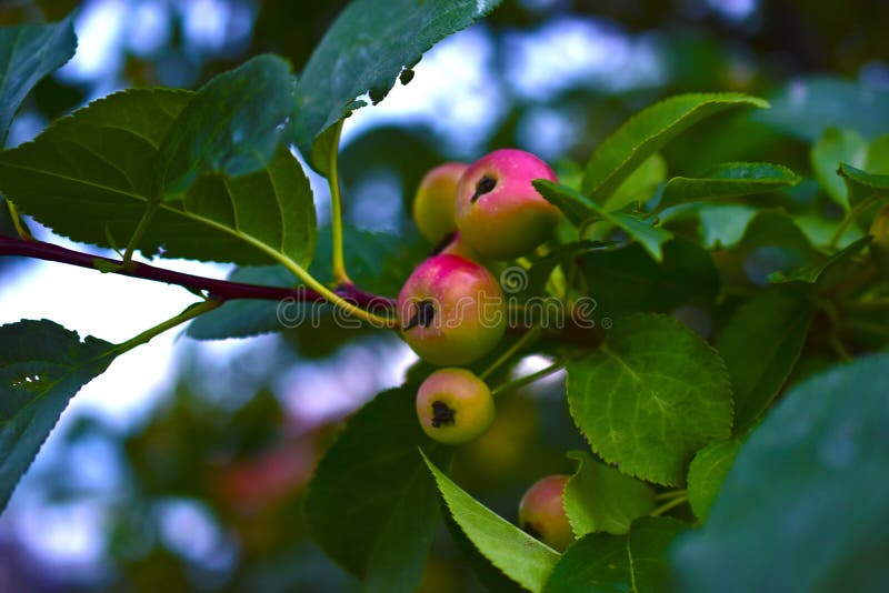 Small Wild Apple Fruit on the Branches of Trees Stock Image - Image of ...