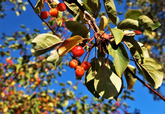 Small wild apples stock photo. Image of green, sunny - 16640242