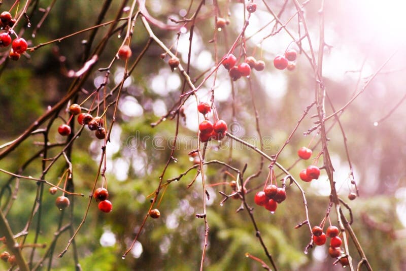 Small Wild Apples Hang on the Branches of the Apple Tree in the Autumn ...