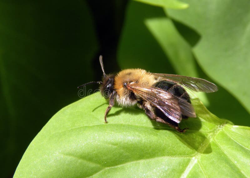 Small Wild Bee on Green Leaf, Lithuania Stock Photo - Image of summer ...