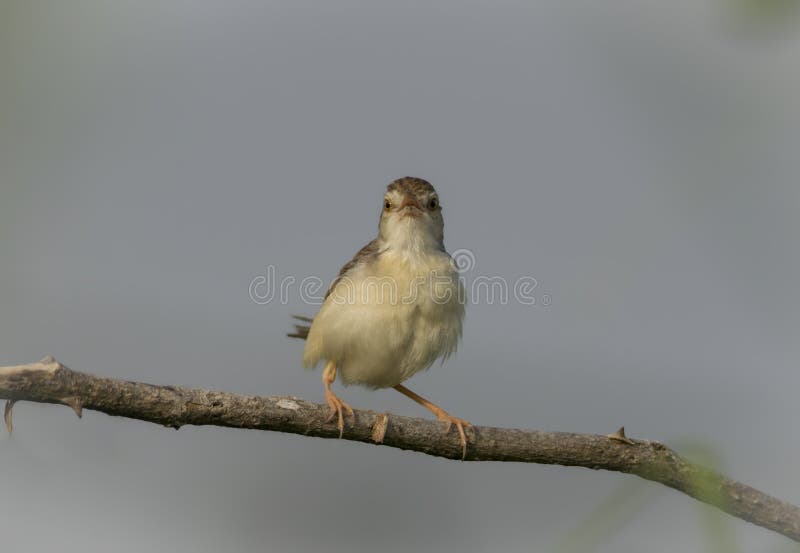 A Small Wild Bird Dancing on the Tree Branch . Stock Image - Image of ...