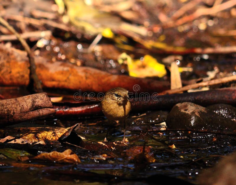 Small Wild Bird Phylloscopus on the Wet Soil Stock Image - Image of ...